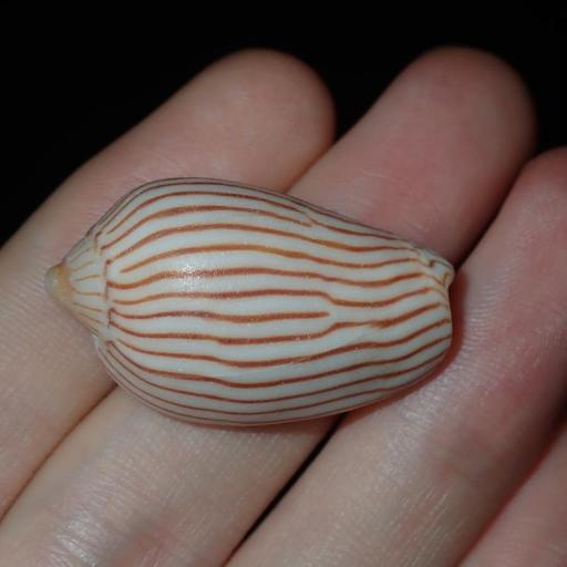 Zebra Volute (Amoria Zebra) Insect Identification Guide, Habitat & Facts