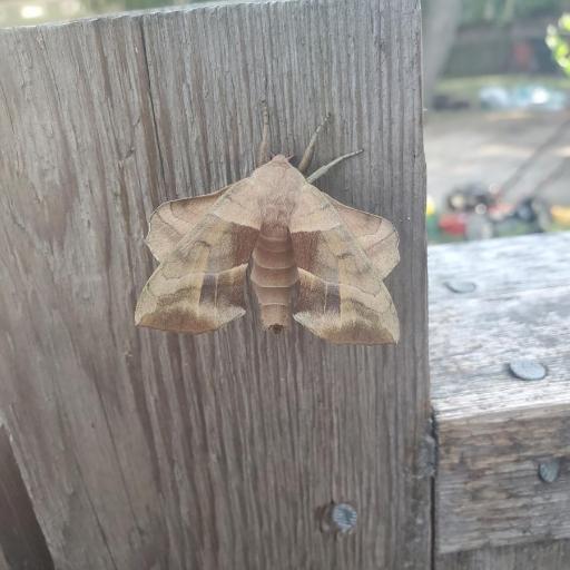 Walnut Sphinx (Amorpha Juglandis) Insect Identification Guide, Habitat ...