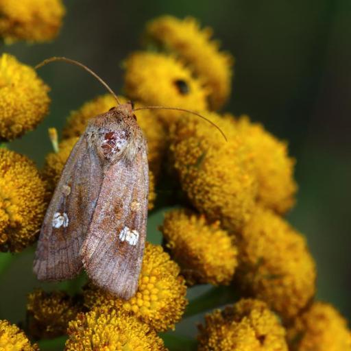 Rustic Wolf Spider (Trochosa Ruricola) Insect Identification Guide ...