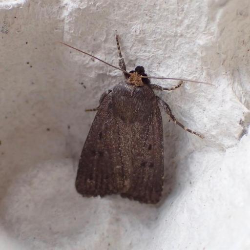 Lime Swallowtail (Papilio Demoleus) Insect Identification Guide ...