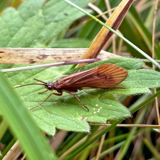Brown Sedge (Anabolia Nervosa) Insect Identification Guide, Habitat & Facts