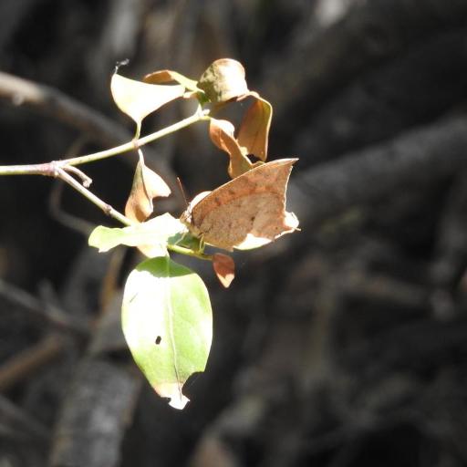 Tropical Leafwing (Anaea Aidea) Insect Identification Guide, Habitat ...