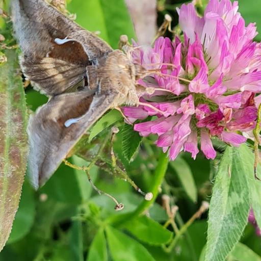 Celery Looper Moth (Anagrapha Falcifera) Insect Identification Guide ...