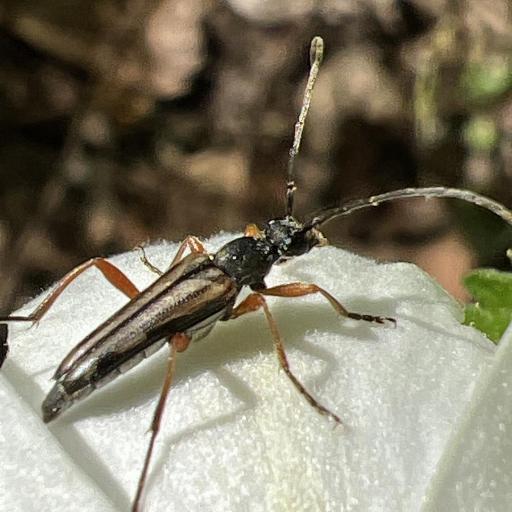 Lined Long-Horned Beetle (Analeptura Lineola) Insect Identification ...