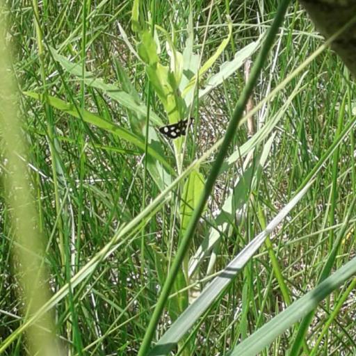 White-Spotted Sable (Anania Funebris) Insect Identification Guide ...