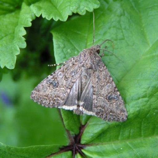 Nutmeg Moth (Anarta Trifolii) Insect Identification Guide, Habitat & Facts