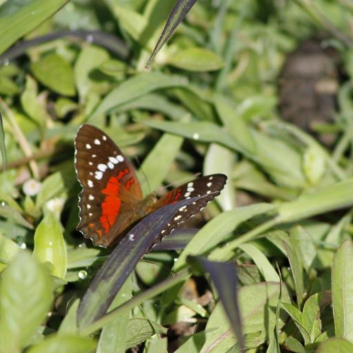 Red Peacock (Anartia Amathea) Insect Identification Guide, Habitat & Facts