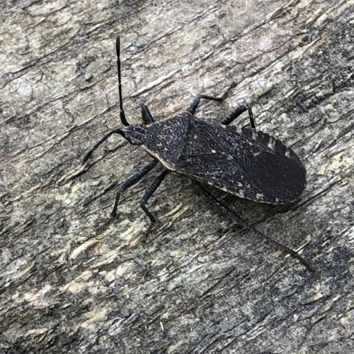 Squash Bug (Anasa Tristis) Insect Identification Guide, Habitat & Facts