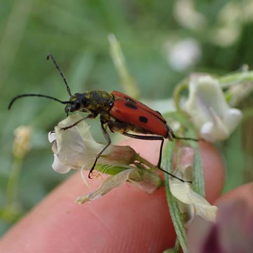 Executioner Wasp (Polistes Carnifex) Insect Identification Guide ...