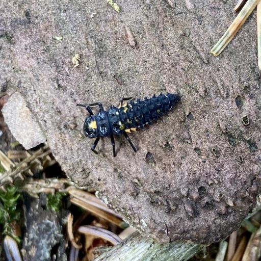 Eyed Ladybird Beetle (Anatis Ocellata) Insect Identification Guide ...