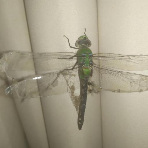 Amazon Darner (Anax Amazili) Insect Identification Guide, Habitat & Facts