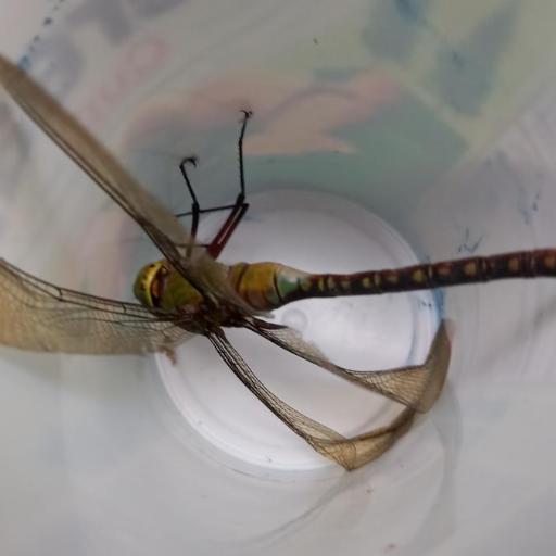 Pale-spotted Emperor (Anax Guttatus) Insect Identification Guide, Habitat & Facts