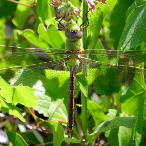 Common Green Darner (Anax Junius) Insect Identification Guide, Habitat & Facts