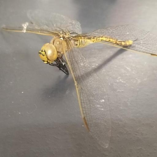 Australian Emperor (Anax Papuensis) Insect Identification Guide, Habitat & Facts