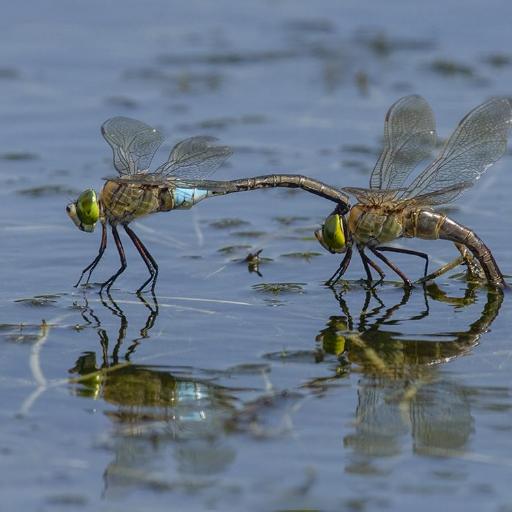 Lesser Emperor (Anax Parthenope) Insect Identification Guide, Habitat ...