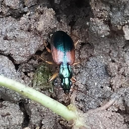 Anchomenus Dorsalis Insect Identification Guide, Habitat & Facts