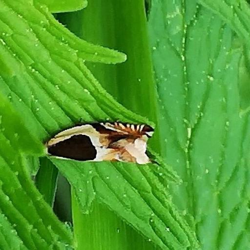 Common Roller (Ancylis Badiana) Insect Identification Guide, Habitat ...