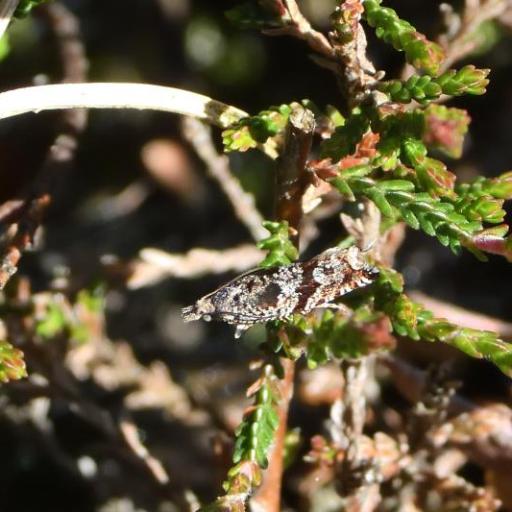 Broken-Barred Roller (Ancylis Unguicella) Insect Identification Guide ...