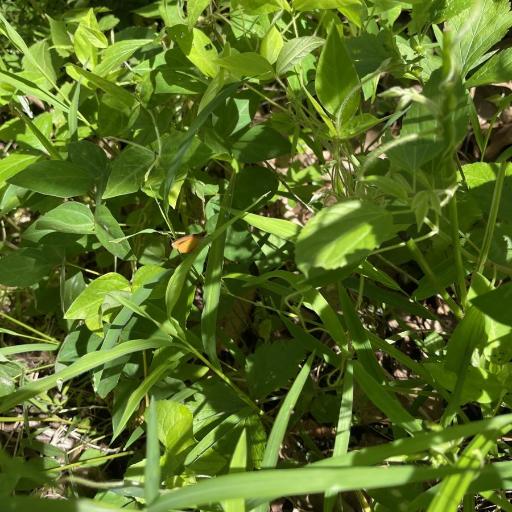 Least Skipper (Ancyloxypha Numitor) Insect Identification Guide ...