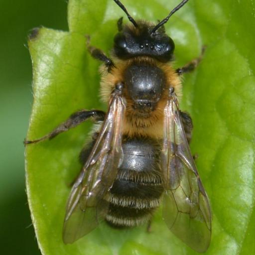 Chocolate Mining Bee (Andrena Carantonica) Insect Identification Guide ...