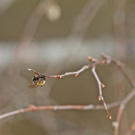 Clark's Mining Bee (Andrena Clarkella) Insect Identification Guide ...