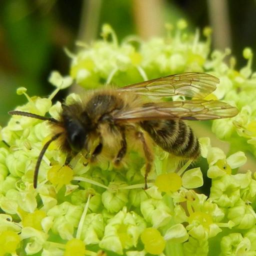 Yellow-Legged Mining Bee (Andrena Flavipes) Insect Identification Guide ...