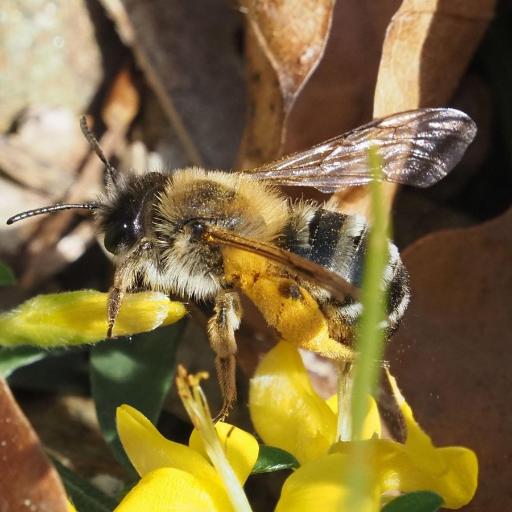 White-Bellied Mining Bee (Andrena Gravida) Insect Identification Guide ...
