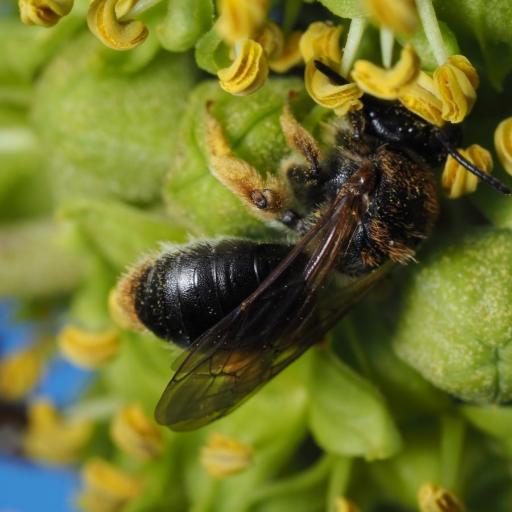 Early Mining Bee (Andrena Haemorrhoa) Insect Identification Guide ...