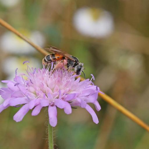 Large Scabious Mining Bee (Andrena Hattorfiana) Insect Identification ...