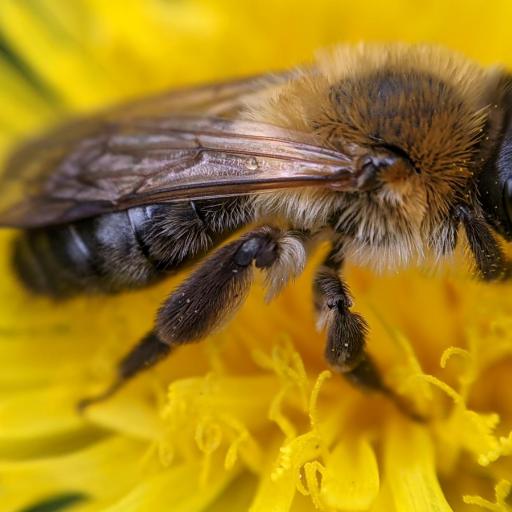 Atlas Beetles (Chalcosoma) Insect Identification Guide, Habitat & Facts