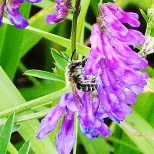 Wilke's Mining Bee (Andrena Wilkella) Insect Identification Guide ...