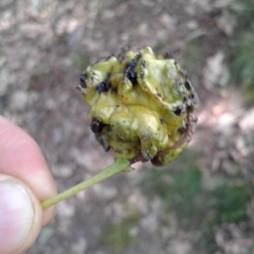 Knopper Gall Wasp (Andricus Quercuscalicis) Insect Identification Guide ...