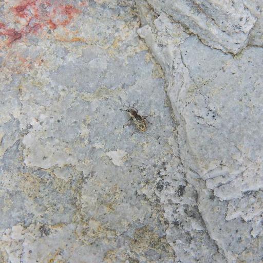 Andrion Regensteinense Insect Identification Guide, Habitat & Facts