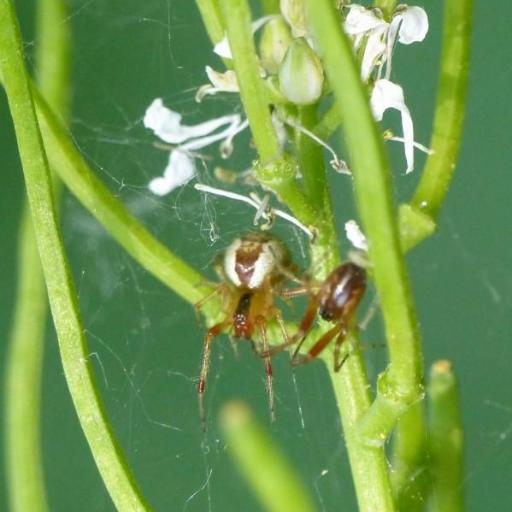 Banded Comb-Footed Spider (Anelosimus Vittatus) Insect Identification ...