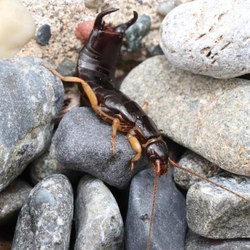 Maritime Earwig (Anisolabis Maritima) Insect Identification Guide ...