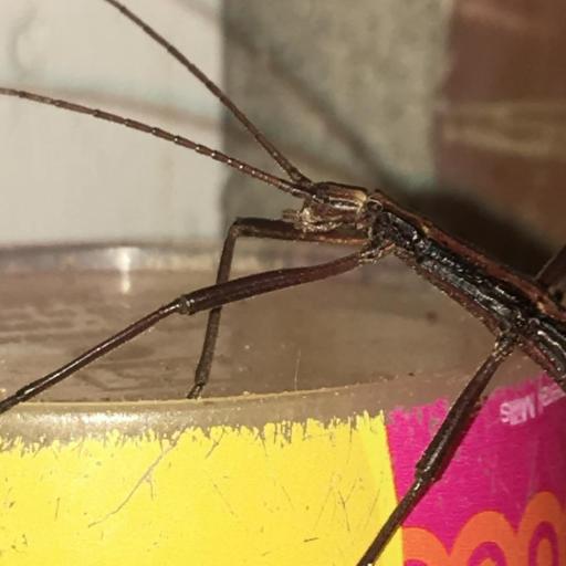 Southern Two-striped Walkingstick (Anisomorpha Buprestoides) Insect ...