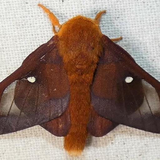 Pink-Striped Oakworm Moths (Anisota Virginiensis) Insect Identification ...