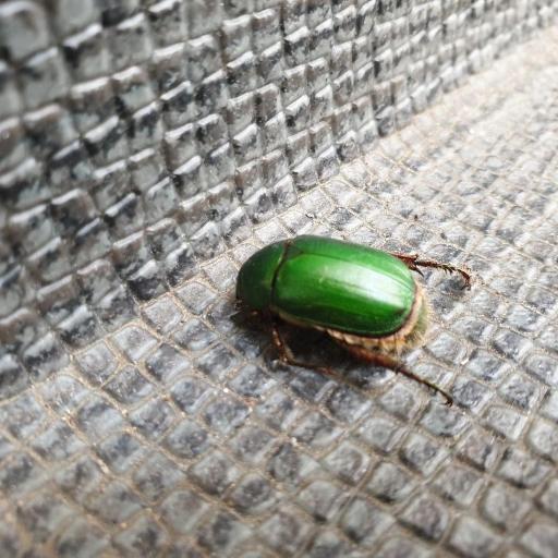 Green Chafer (Anomala Albopilosa) Insect Identification Guide, Habitat ...