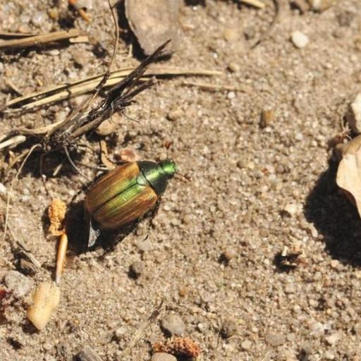 Dune Chafer (Anomala Dubia) Insect Identification Guide, Habitat & Facts