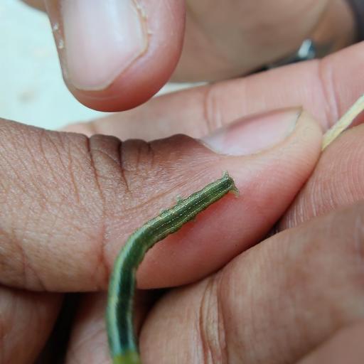 Anomis Insect Identification Guide, Habitat & Facts