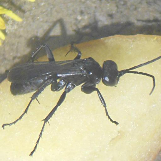 Common Black Spider Wasp (Anoplius Nigerrimus) Insect Identification ...