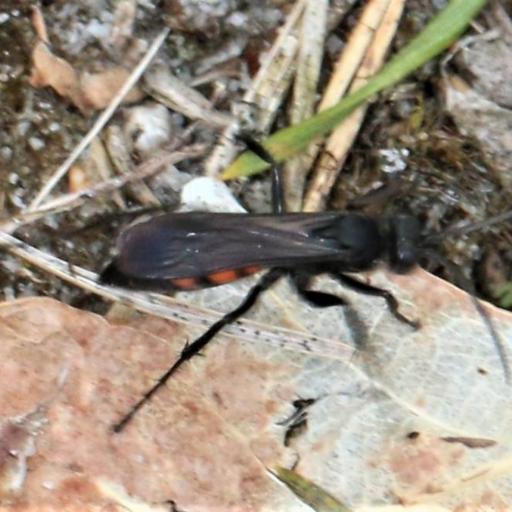 Black-Banded Spider Wasp (Anoplius Viaticus) Insect Identification ...
