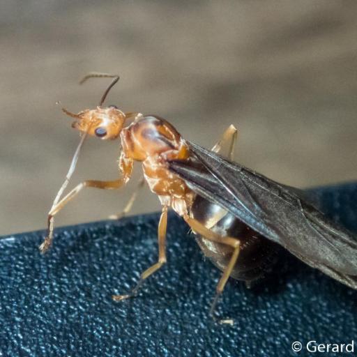 Yellow Crazy Ant (Anoplolepis Gracilipes) Insect Identification Guide ...