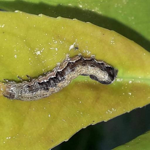 Twin-spotted Quaker (Anorthoa Munda) Insect Identification Guide ...