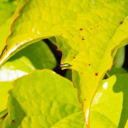 Anthaxia Nitidula Insect Identification Guide, Habitat & Facts