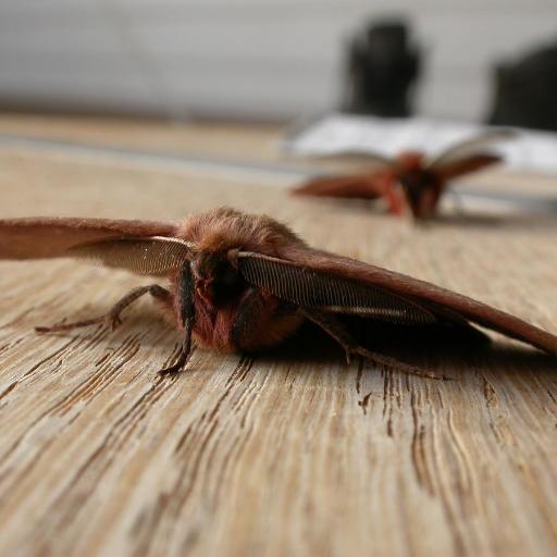 Killer Shrimp (Dikerogammarus Villosus) Insect Identification Guide ...