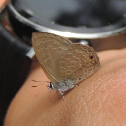 Common Ciliate Blue (Anthene Emolus) Insect Identification Guide ...