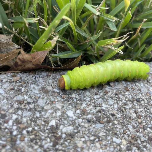 Polyphemus Moth (Antheraea Polyphemus) Insect Identification Guide ...