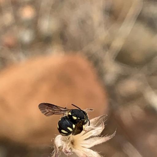 Common Earthworm (Lumbricus Terrestris) Insect Identification Guide ...