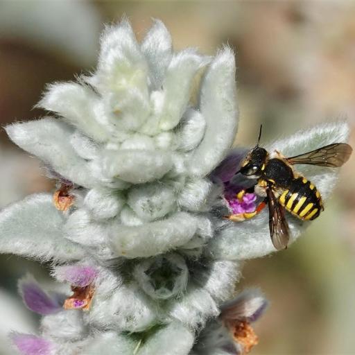 European Woolcarder Bee (Anthidium Manicatum) Insect Identification ...